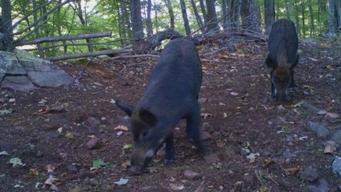 Officials consider options to get rid of wild hogs | wbir.com