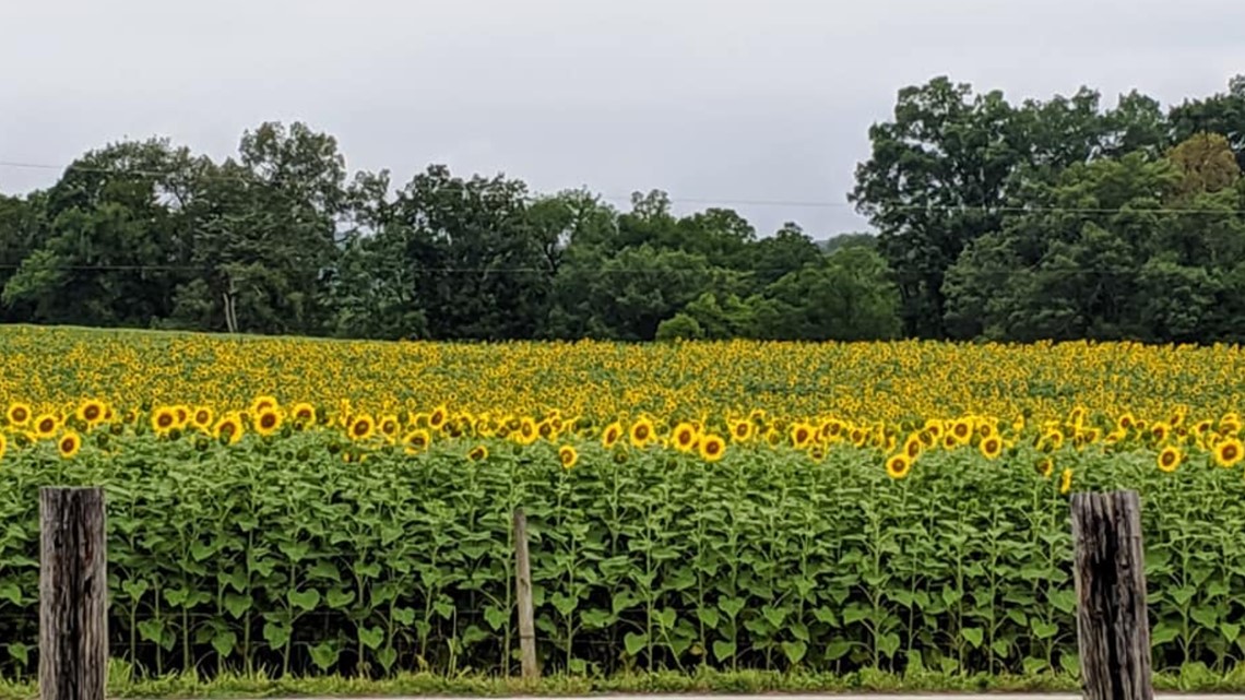 34 acres of sunflowers are in bloom near Chattanooga | wbir.com