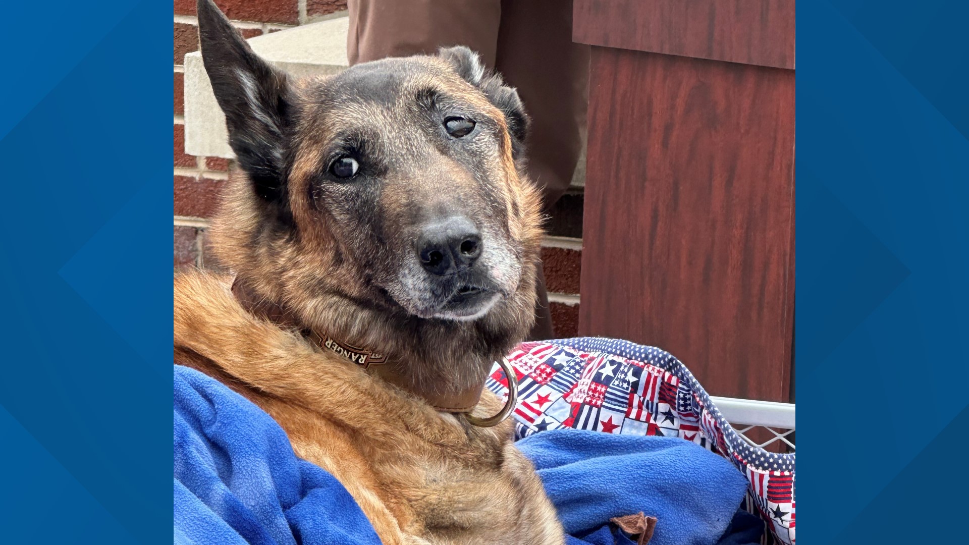 Layka the hero dog dies at 13 | wbir.com