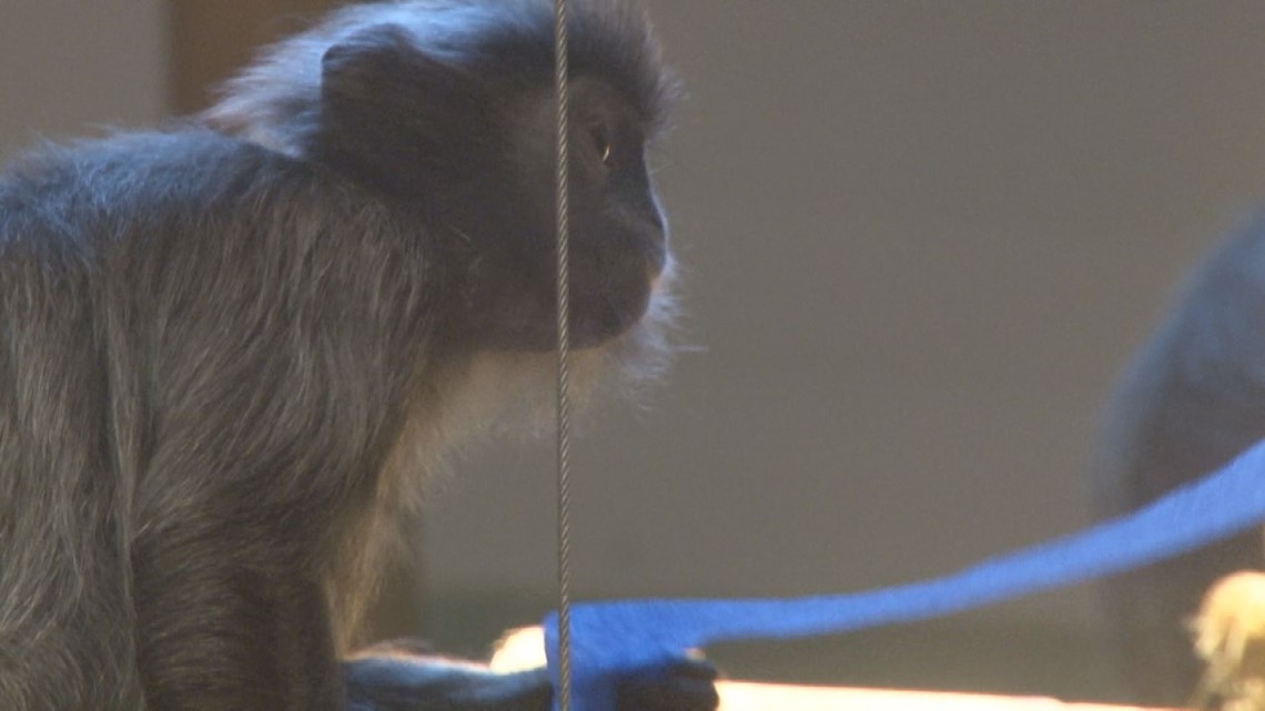 Happy birthday, Opie! Zoo Knoxville's surprise baby turns one | wbir.com