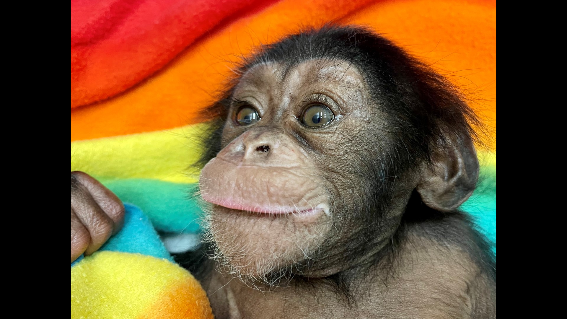 You must have been a beautiful baby: Zoo releases new photos of chimp ...
