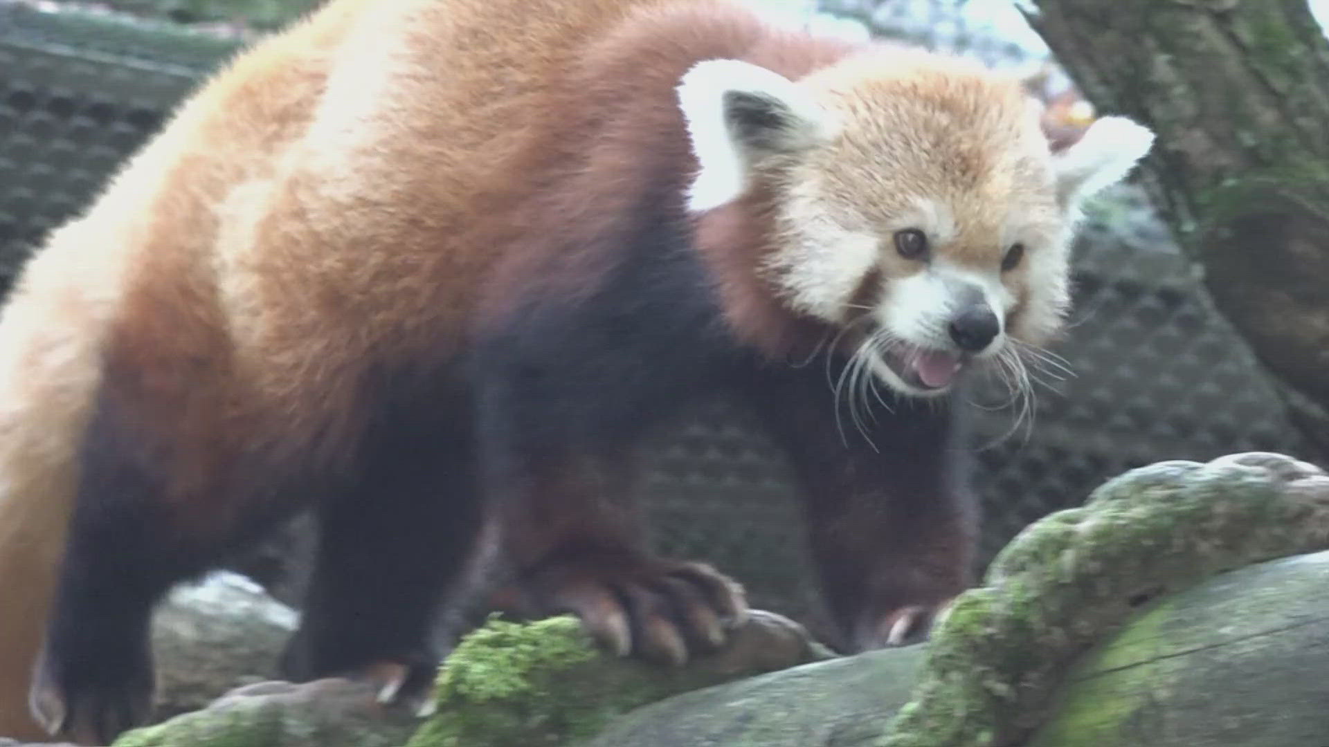 Zoo Knoxville celebrates International Red Panda day | wbir.com