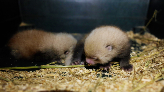 Zoo Knoxville welcomes red panda cubs born to Sisu and Doofah | wbir.com