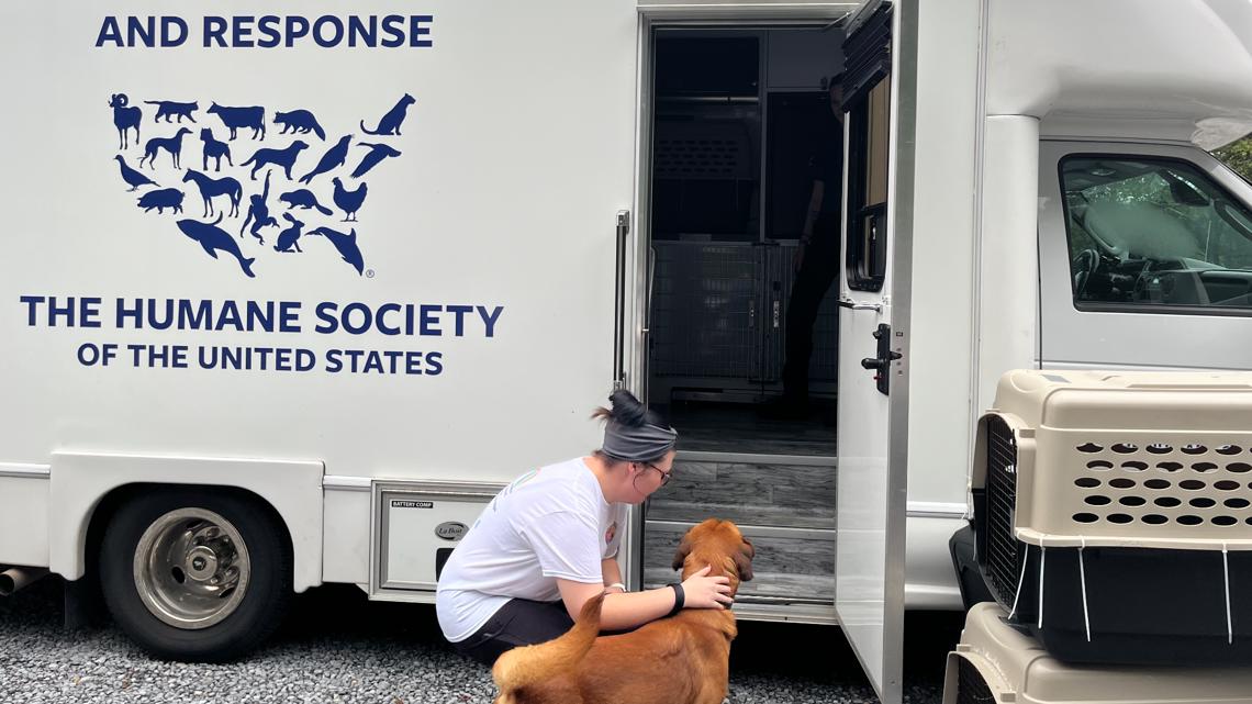 US Humane Society transporting pets out of upper East TN shelters ...