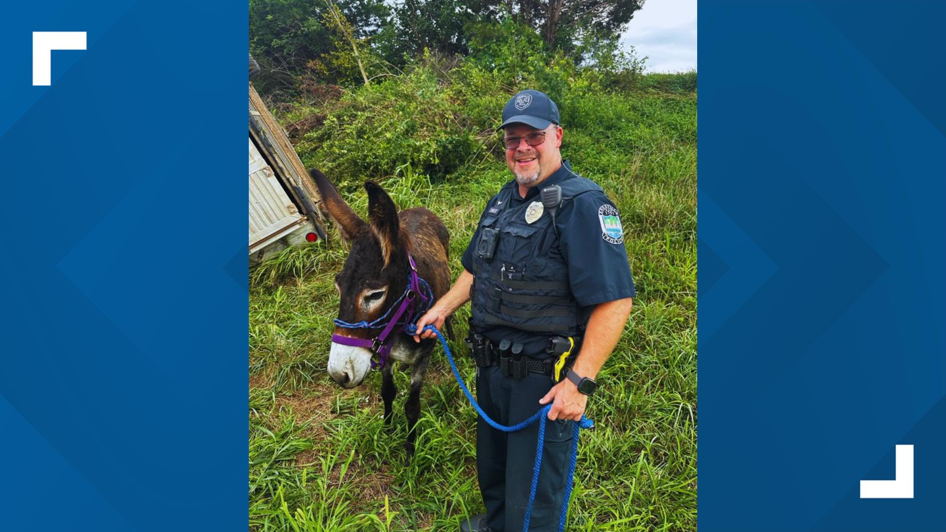 Officer saves miniature donkey after trailer accident | wbir.com