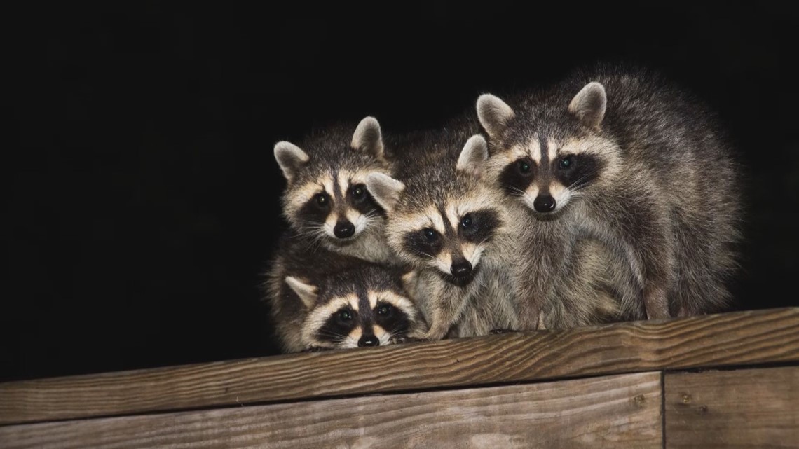 Raccoons infected with distemper spotted in Knoxville as raccoon ...
