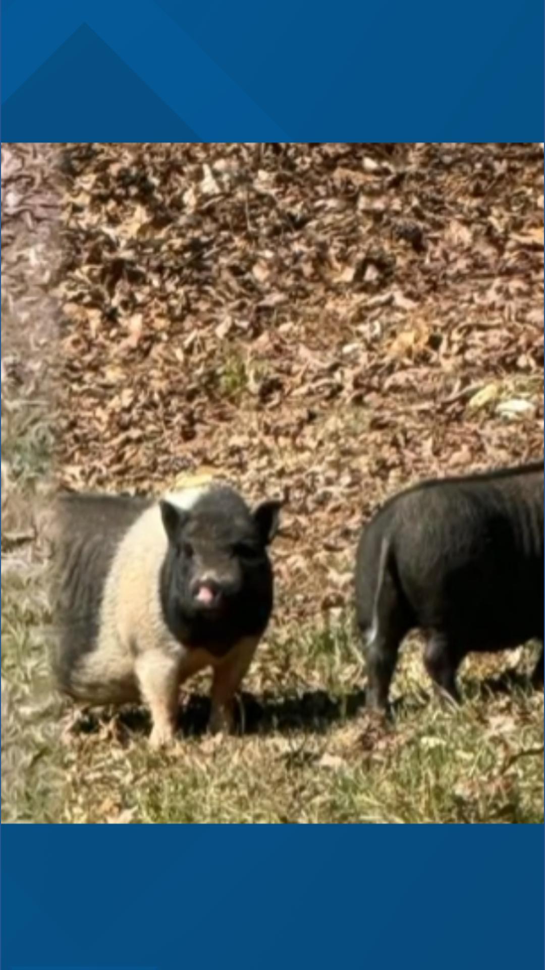 Posse of pigs taking over Tunnel Boulevard neighborhood, neighbors say ...