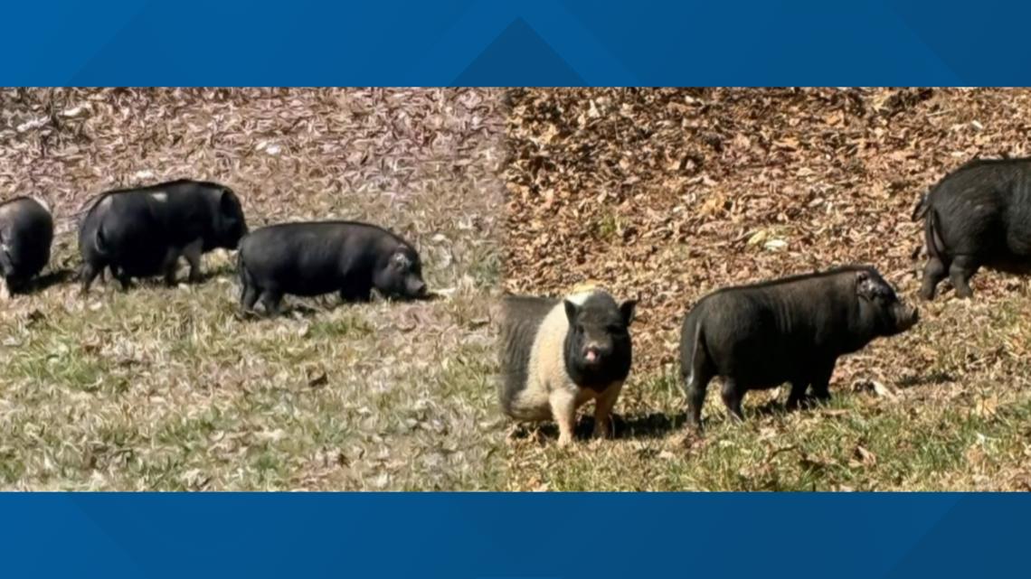 Posse of pigs taking over Tunnel Boulevard neighborhood, neighbors say ...