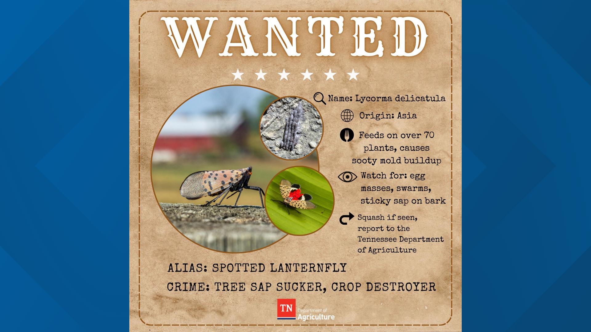 What to know about the top invasive species | wbir.com