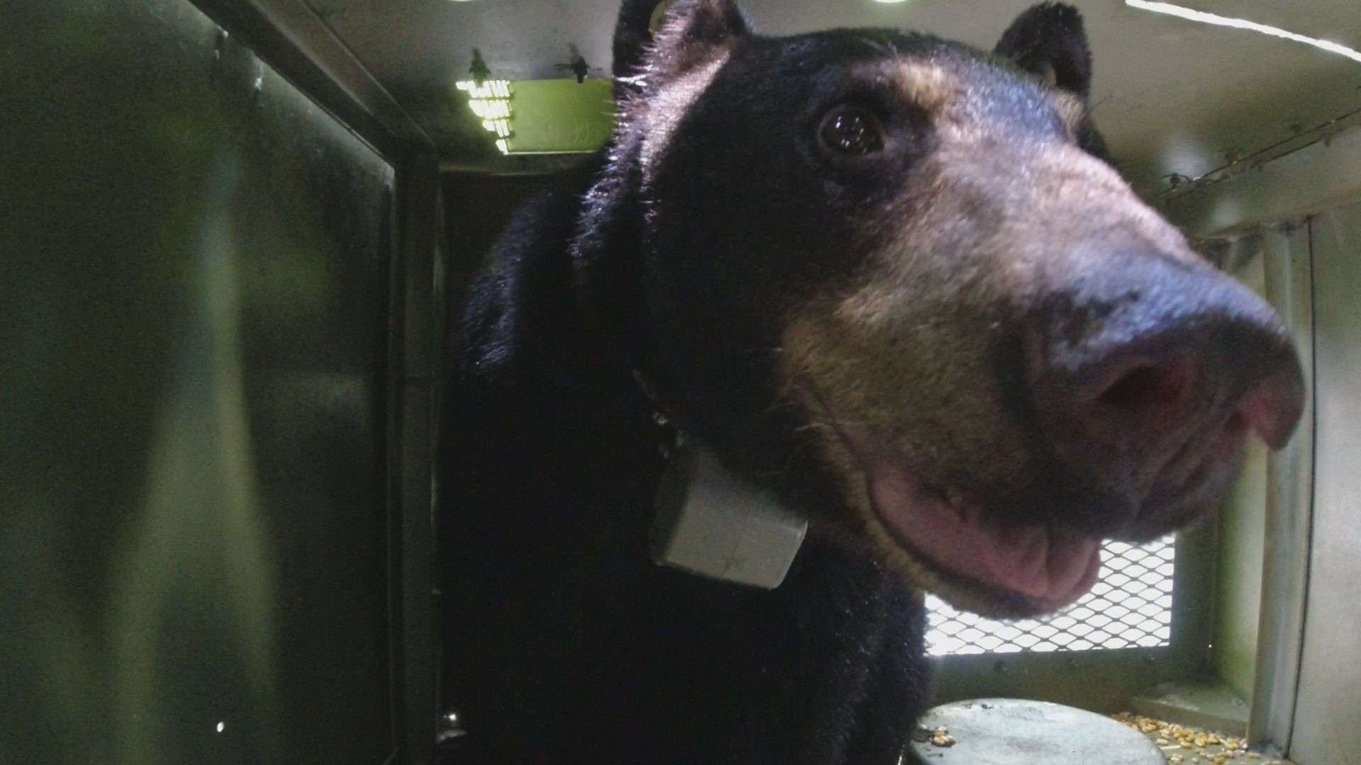 Wildlife managers relocate troublesome bear out of the Great Smoky ...