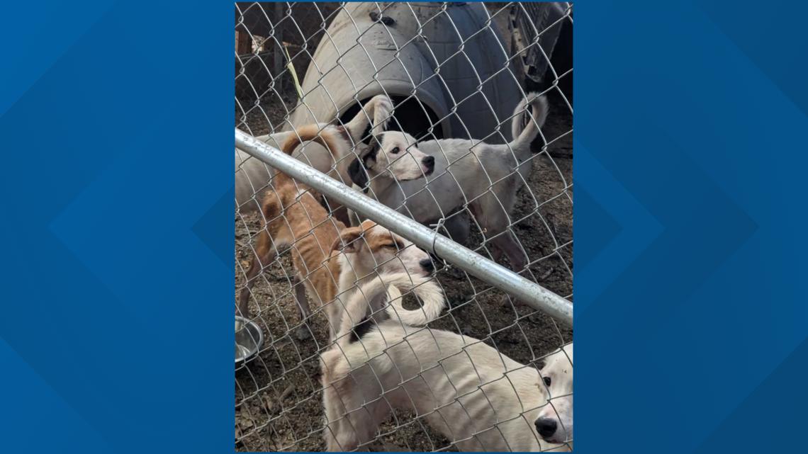 1 person arrested on 55 counts of aggravated animal cruelty | wbir.com