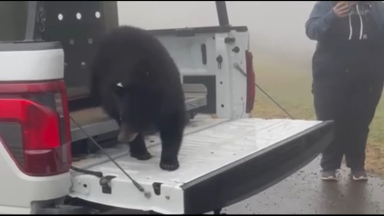 ABR releases 6 bears on Monday | wbir.com