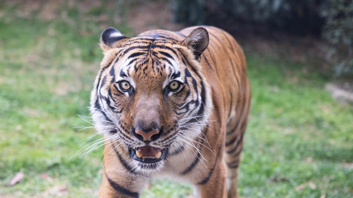 New tiger at Zoo Knoxville brings hope for conservation of a critically ...