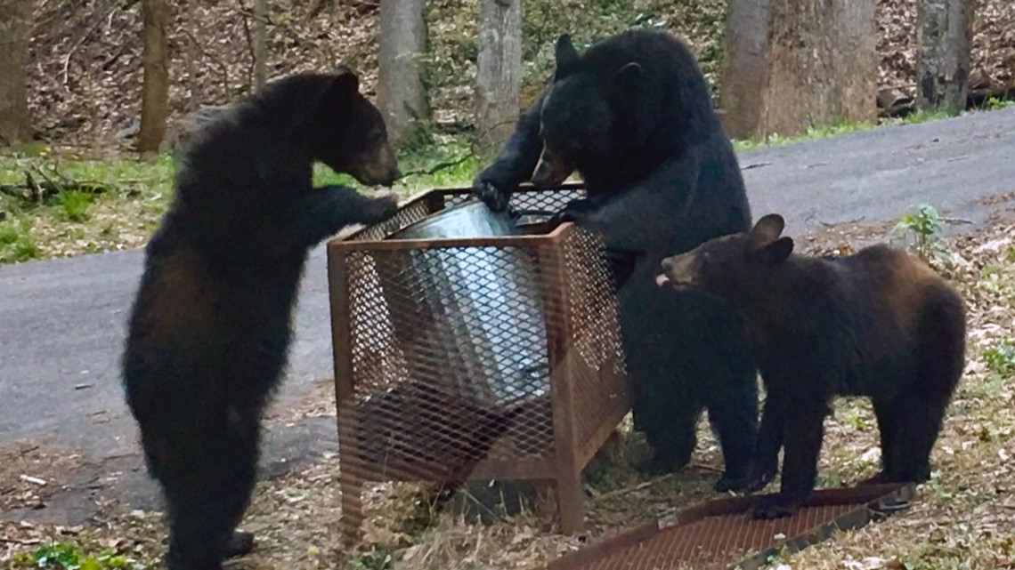 More bears, more people, more problems: BearWise taskforce tackles ...
