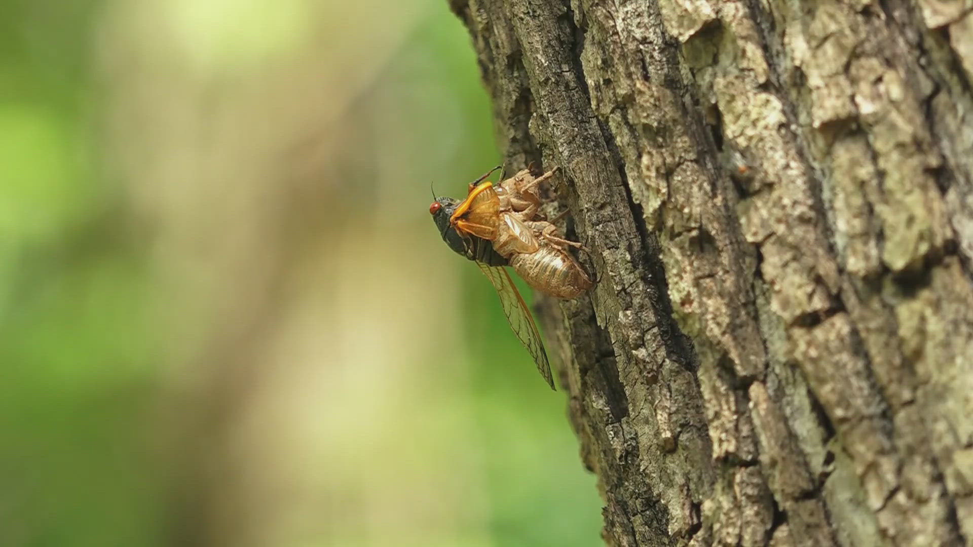 What TVA says on the emergence of cicadas in Tennessee | wbir.com