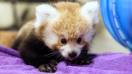 Zoo Knoxville welcomes red panda cubs born to Sisu and Doofah | wbir.com