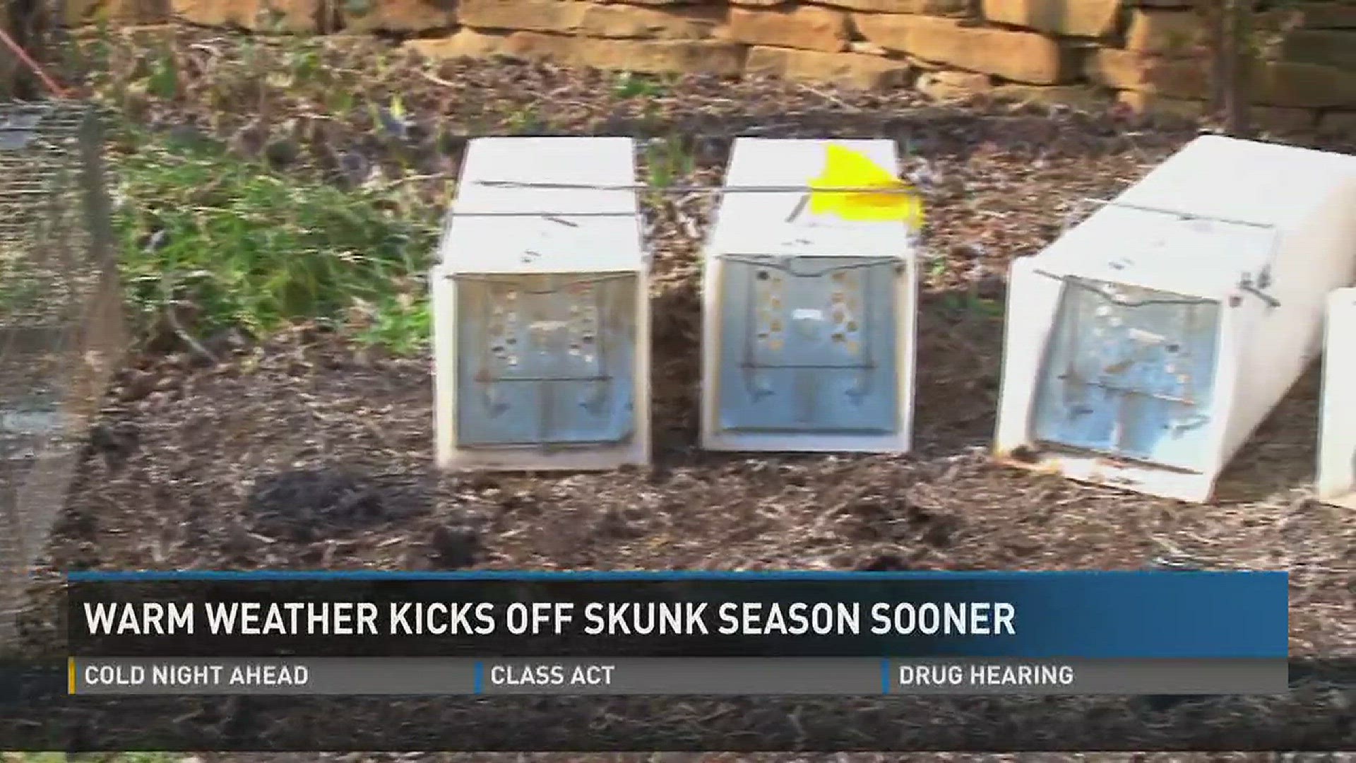 Shew! It's skunk mating season in Tennessee, and it stinks | wbir.com