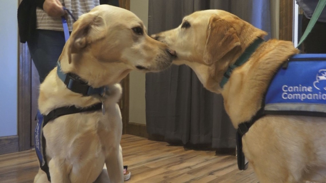 Specially-trained dogs help comfort child abuse victims | wbir.com