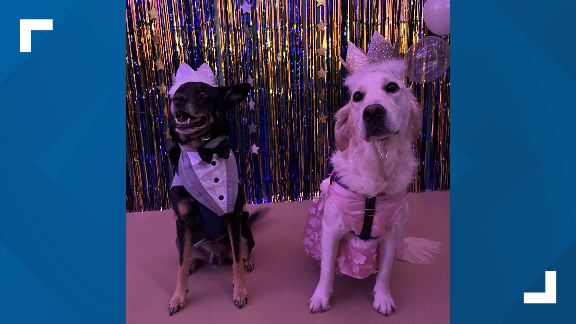 North Knoxville doggie daycare and beer garden hosts 'Dog Prom' | wbir.com
