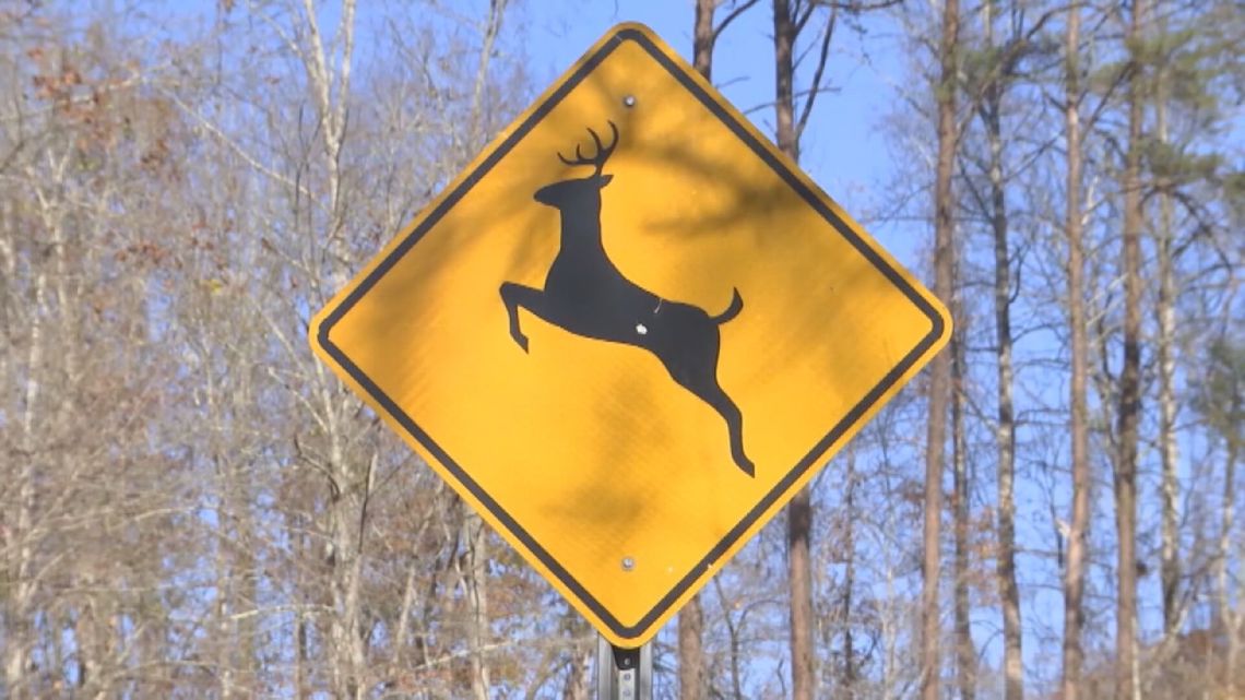 TWRA warns 'don't veer for deer' as deer-related vehicle crashes hit ...