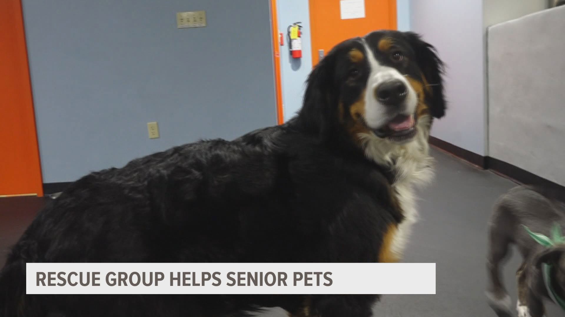 'Knox Vintage Pets' helps senior animals by fostering | wbir.com