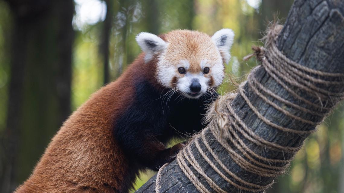 Beloved Zoo Knoxville red panda, Lincoln, dies at 12 surrounded by ...