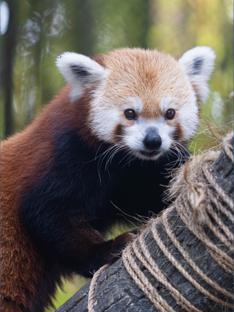 Beloved Zoo Knoxville red panda, Lincoln, dies at 12 surrounded by ...