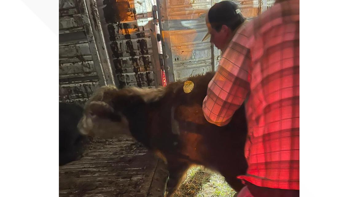 Over 100 cattle rescued in Hamblen County accident | wbir.com