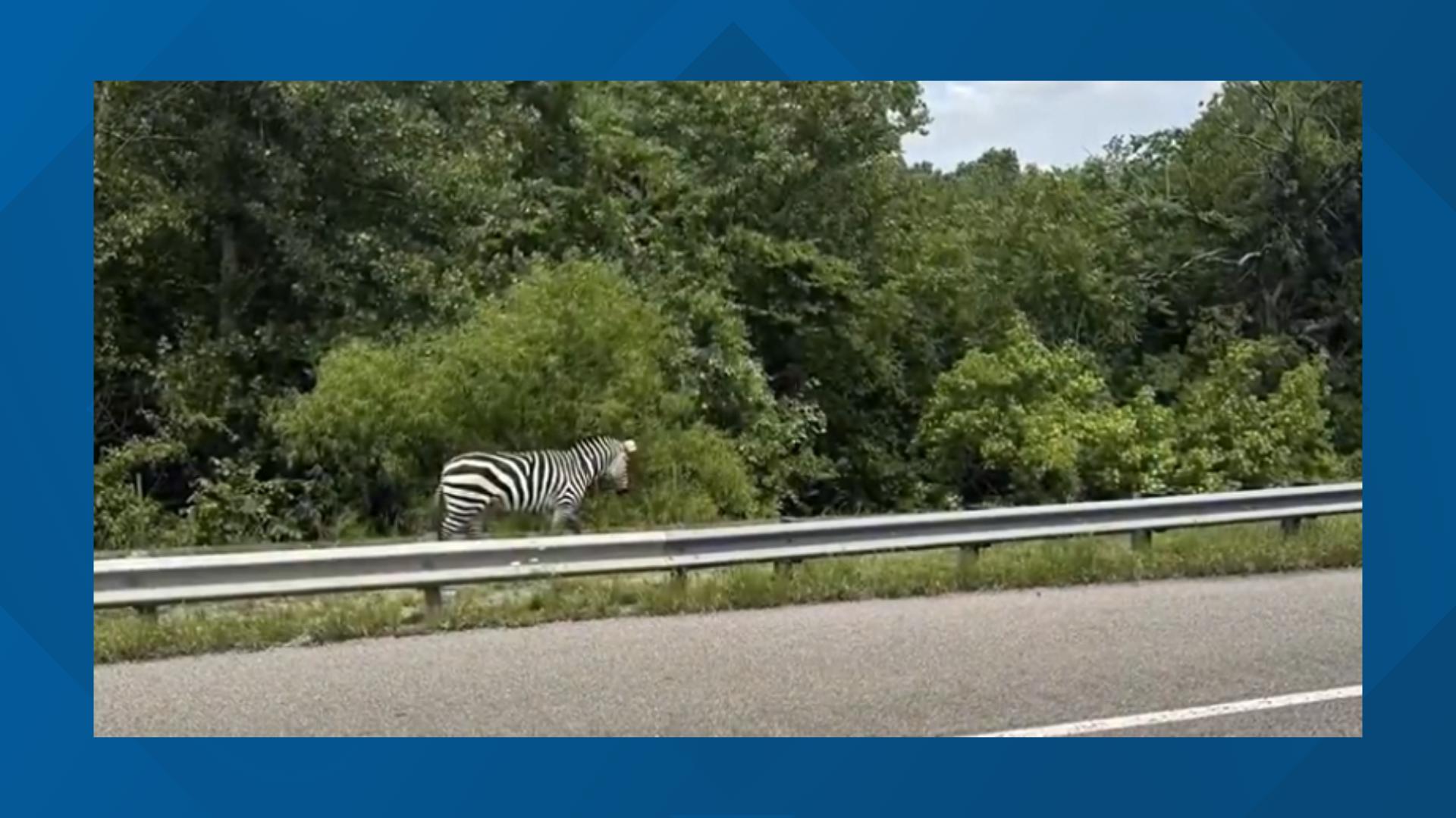 Escaped zebra in Rutherford County briefly shuts down Middle TN interstate | wbir.com