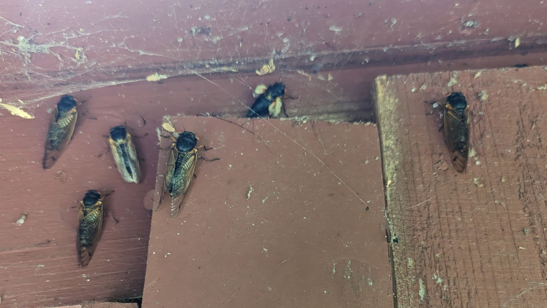 Brood XIX cicadas begin emerging in East Tennessee | wbir.com