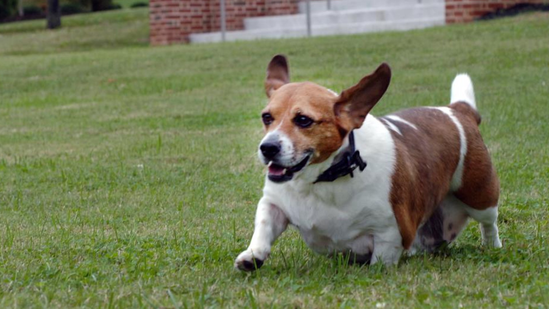 Beloved beagle whose weight-loss journey received national attention ...