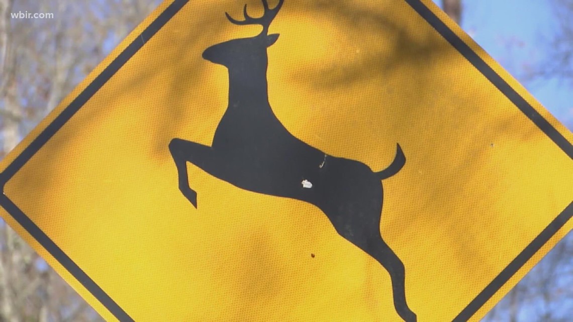 Number of car crashes involving deer bucks up in October | wbir.com