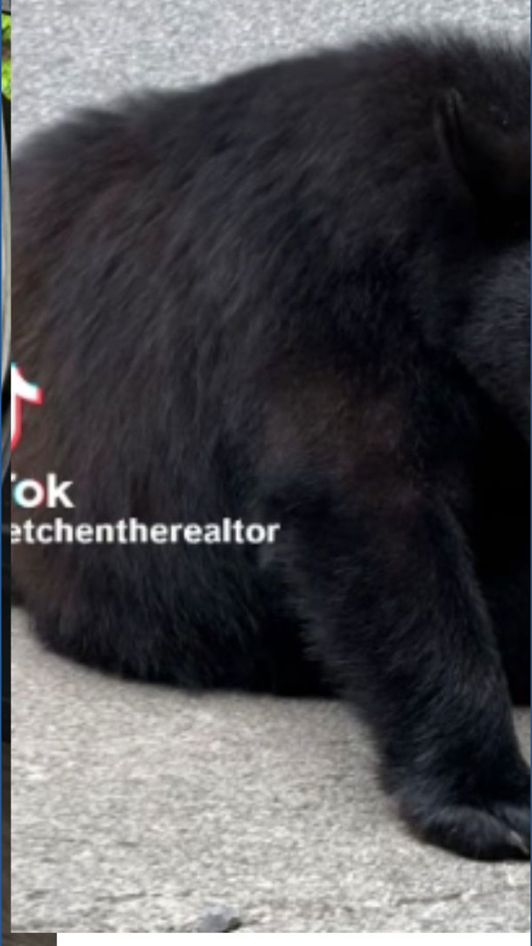 Nashville realtor's car ransacked by bear in Gatlinburg | wbir.com