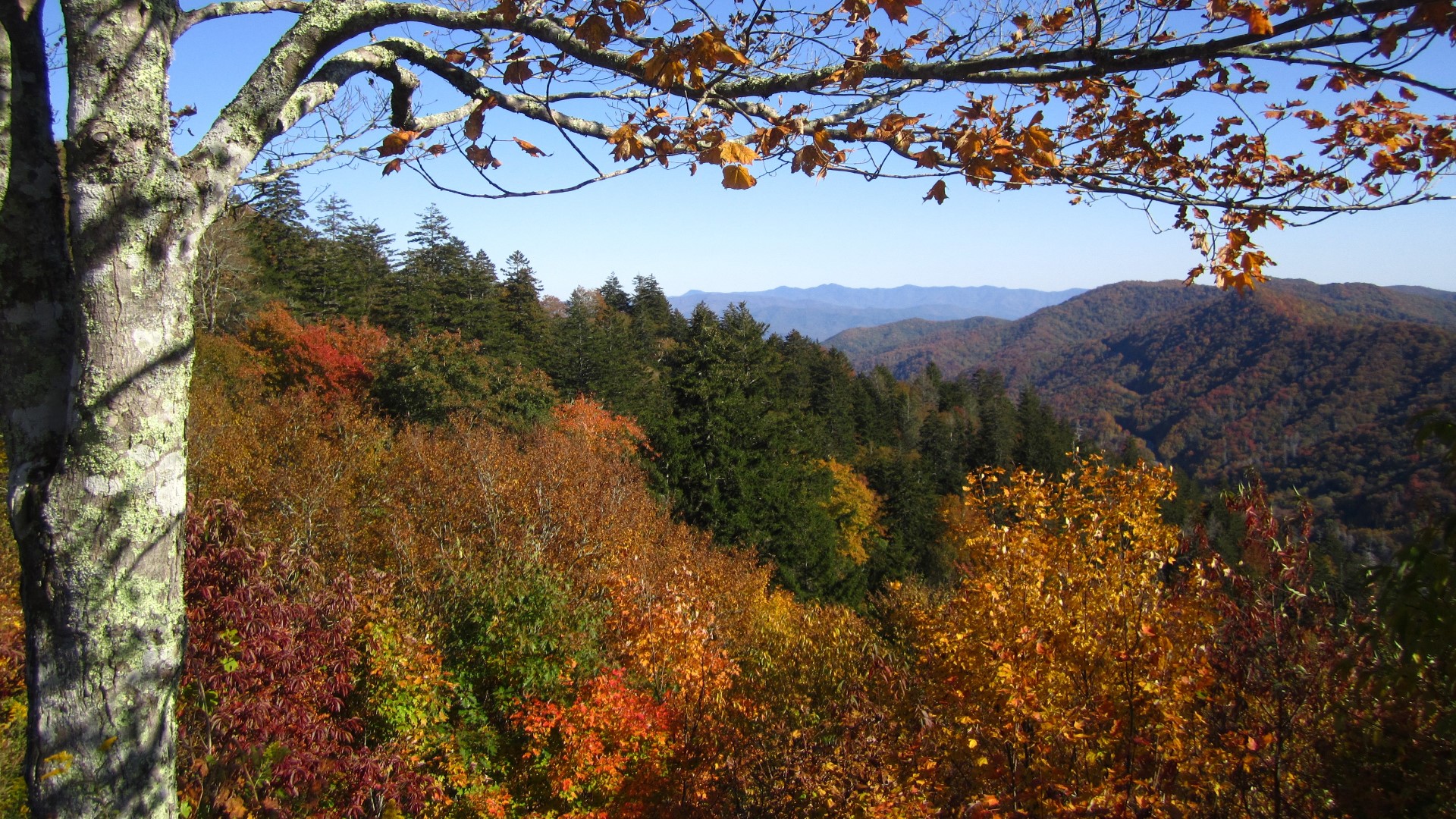 Where and when you can see fall foliage in East Tennessee | wbir.com