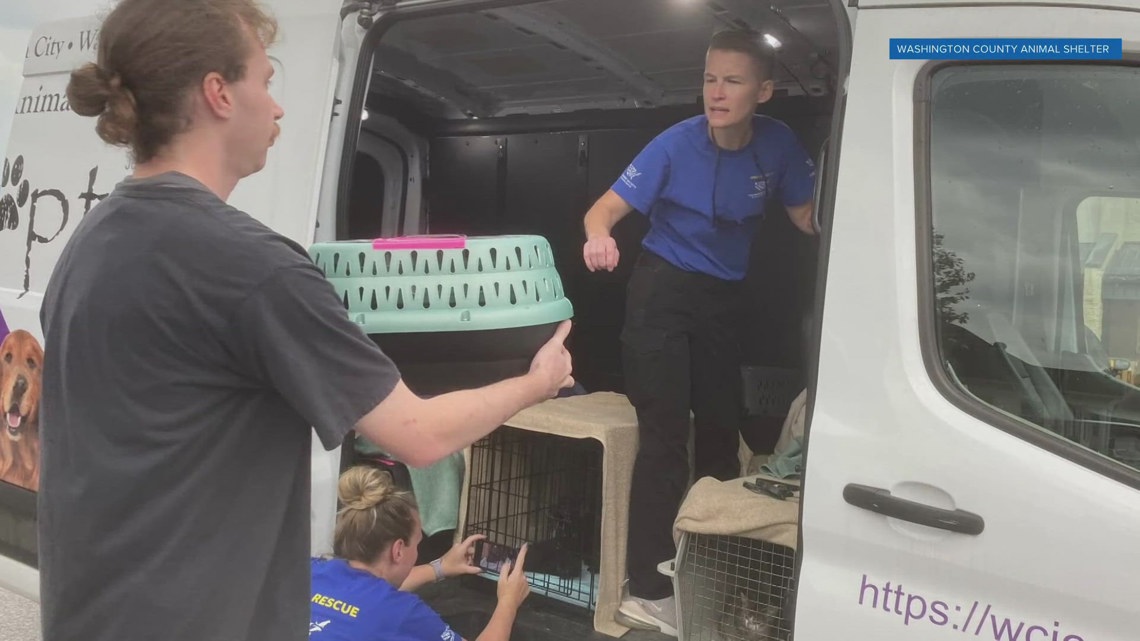 Animal shelter still in need 1 year after Hurricane Helene | wbir.com