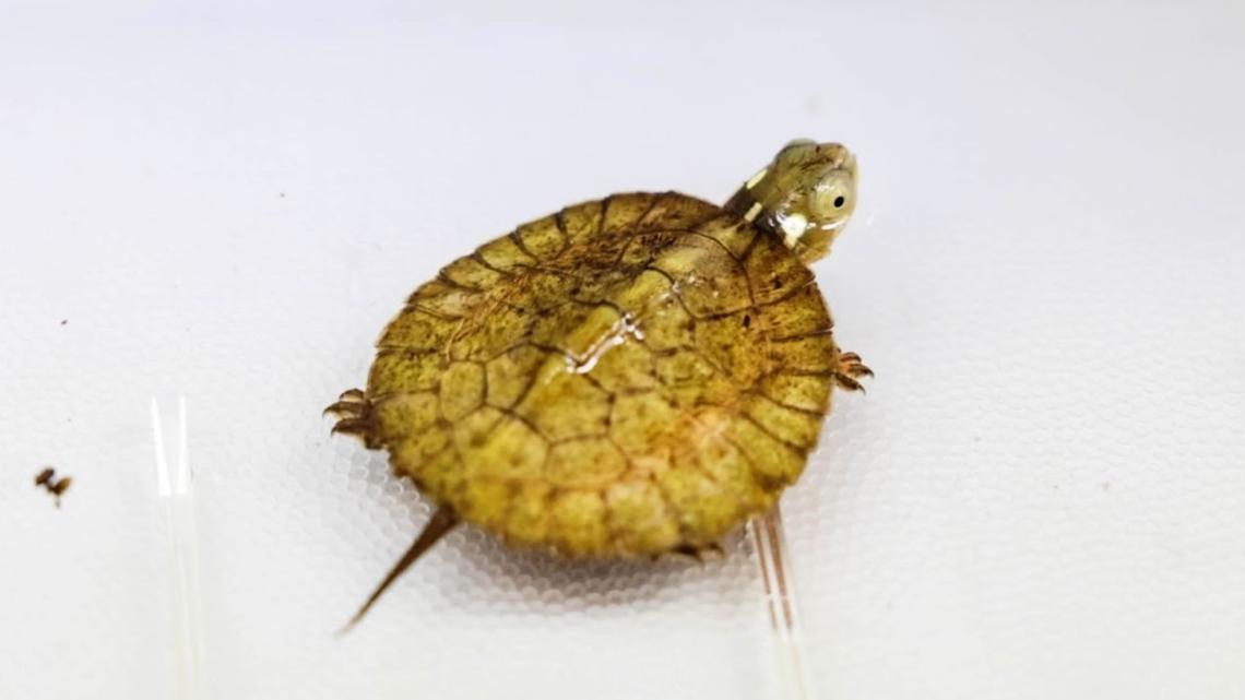 3 critically endangered turtles native to Asia hatched at Zoo Knoxville ...