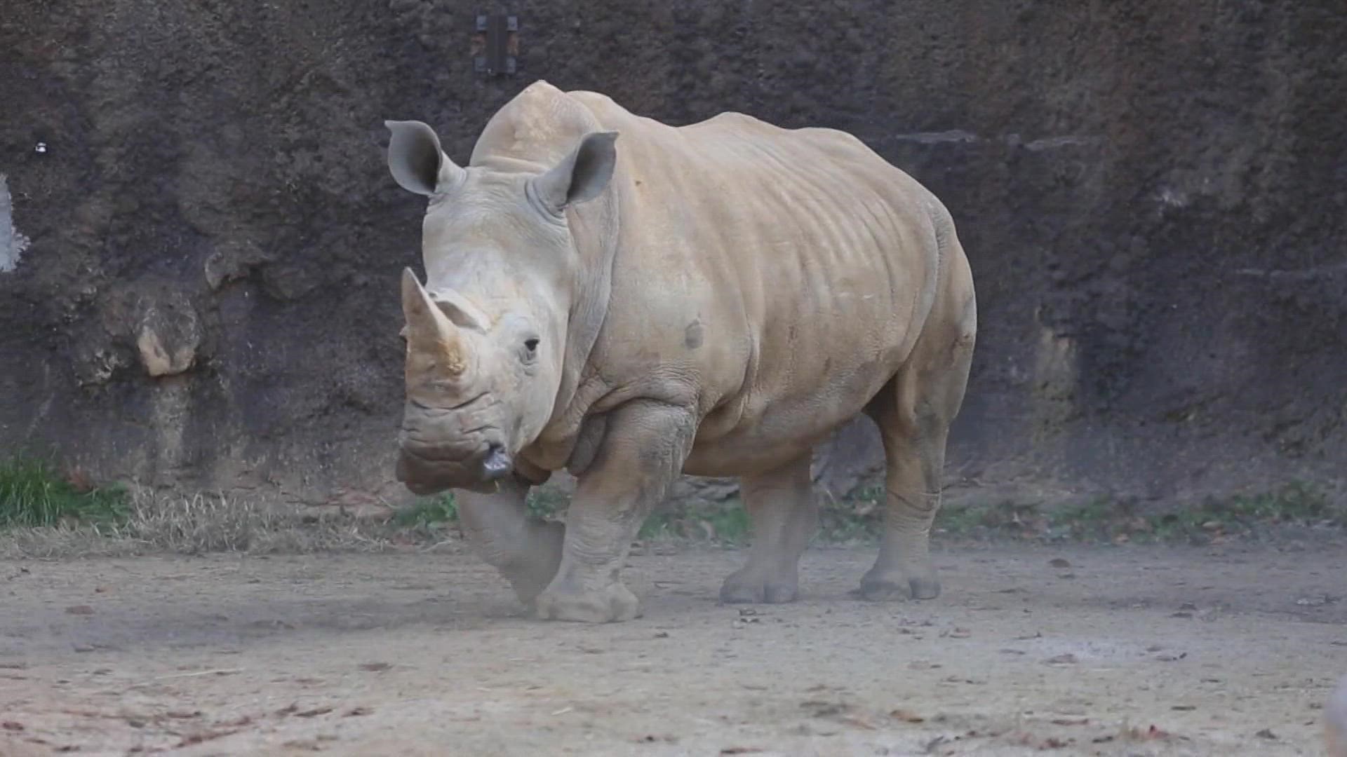 Zoo Knoxville mourns death of white rhino | wbir.com