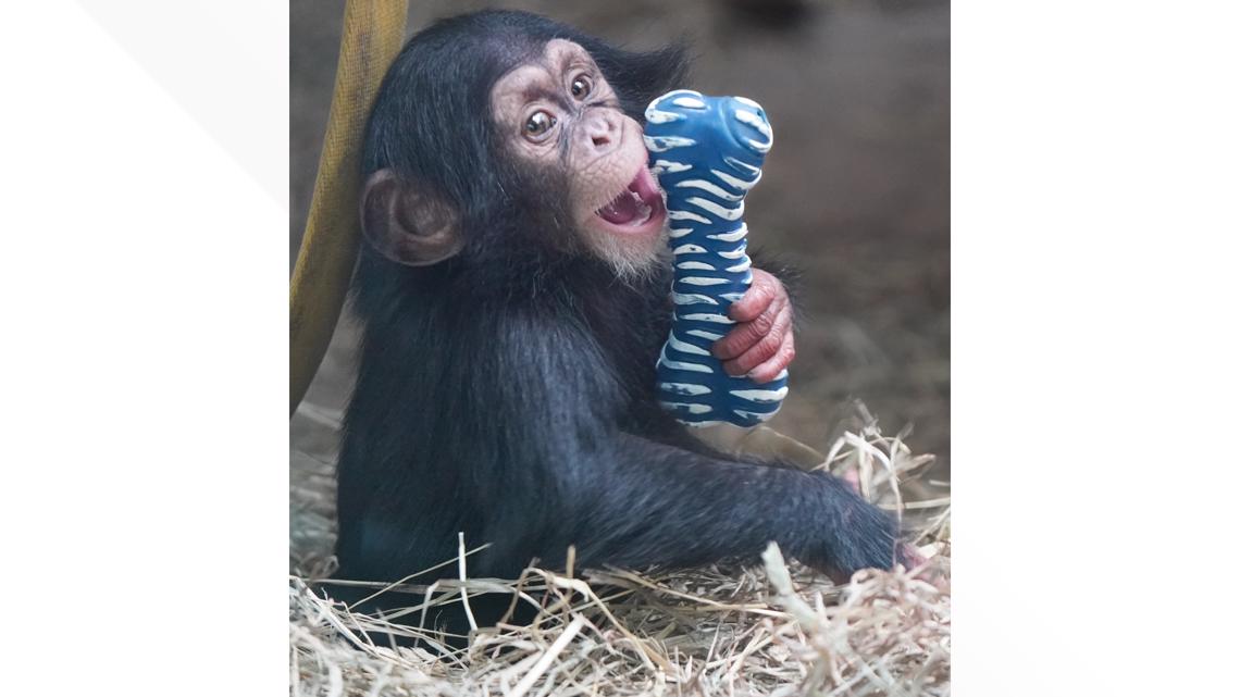 Stevie the chimp debuts at Zoo Knoxville | wbir.com