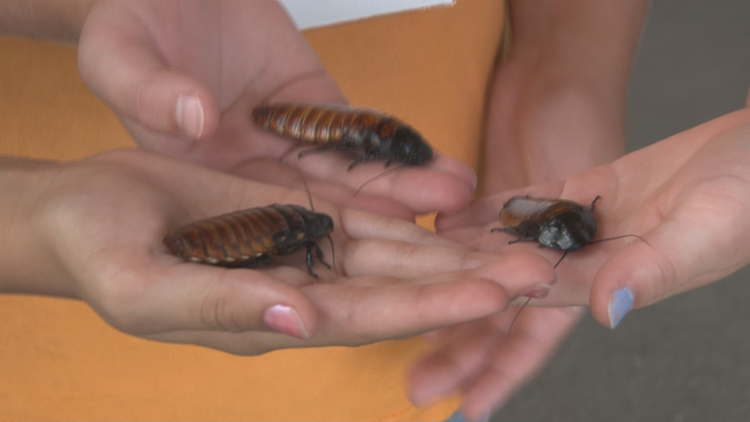 Kids learn about insects at 'Bug Camp' | wbir.com