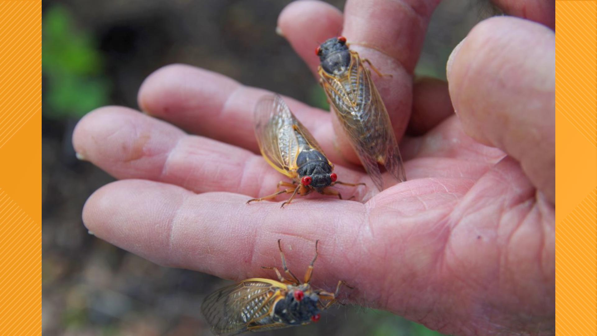 Brood XIX cicadas begin emerging in East Tennessee | wbir.com