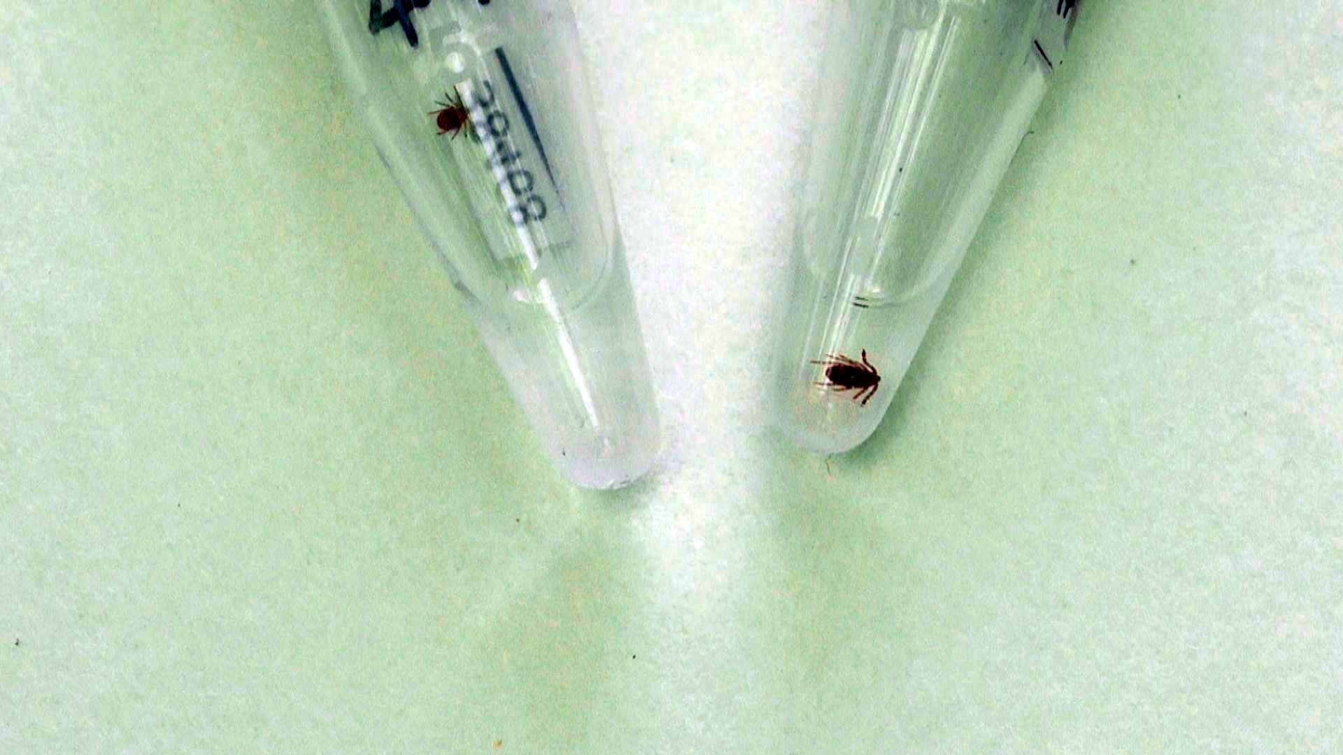 Invasive Asian longhorned tick confirmed in Knox County | wbir.com