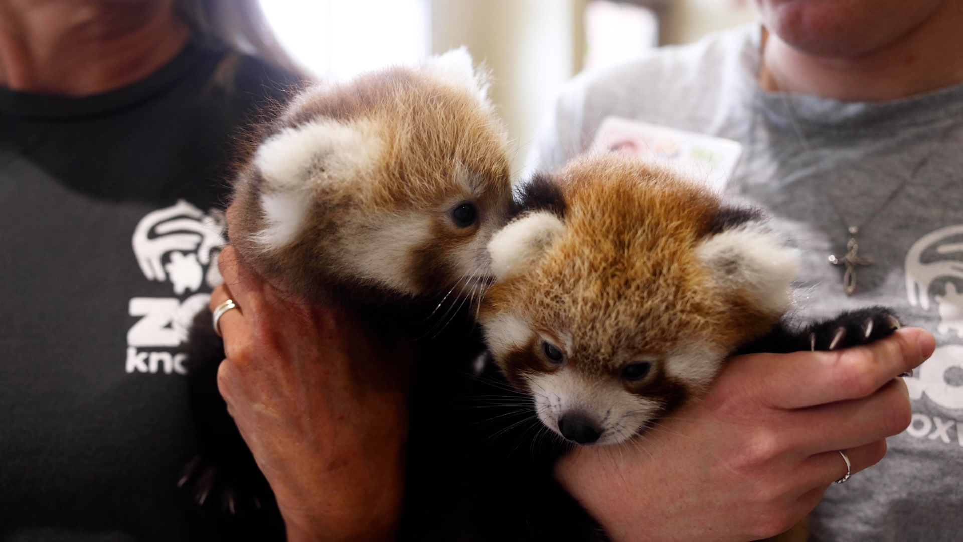 Zoo Knoxville welcomes red panda cubs born to Sisu and Doofah | wbir.com