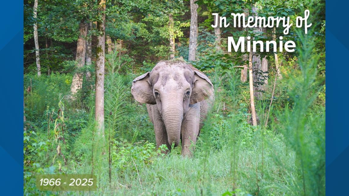 Minnie, one of the oldest Asian elephants at Tennessee's Elephant ...