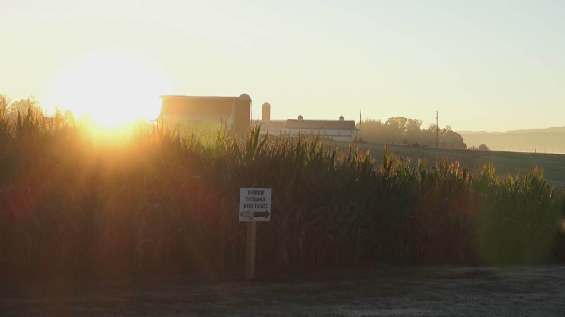 Maple Lane Farms celebrates 20th year of fall family fun | wbir.com