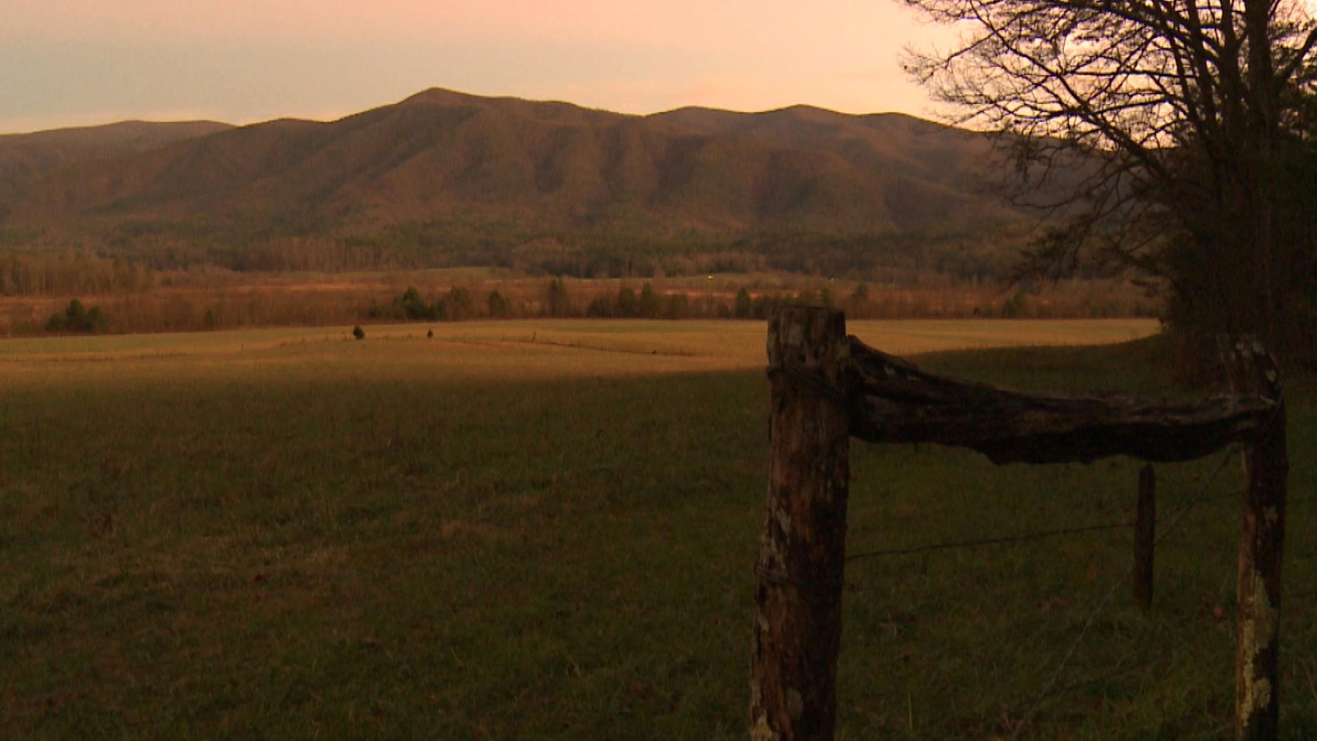 'Pearl Harbor tree' rooted in Cades Cove history | wbir.com
