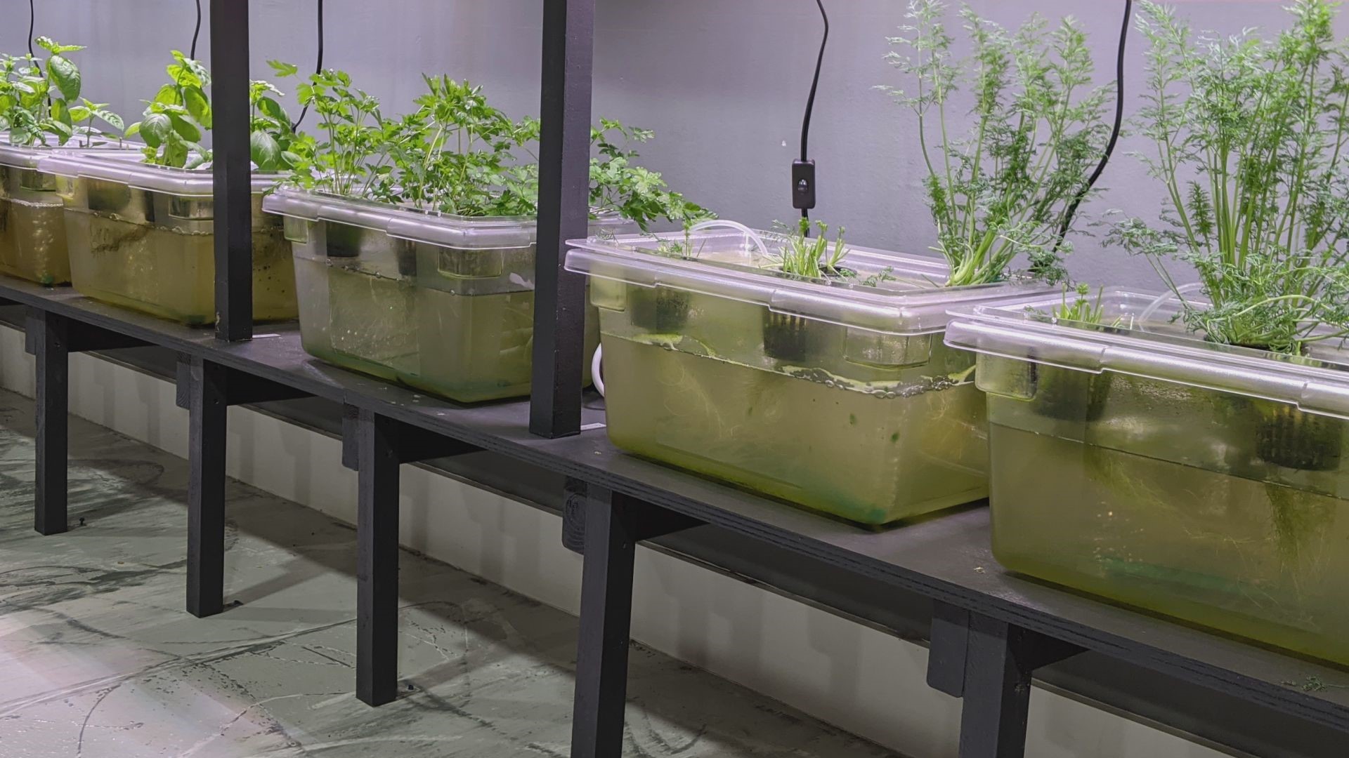Hydroponic garden provides fresh ingredients at one restaurant | wbir.com