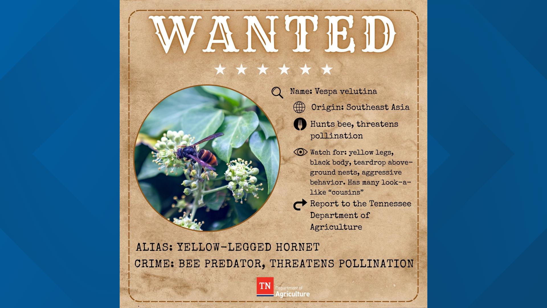 What to know about the top invasive species | wbir.com