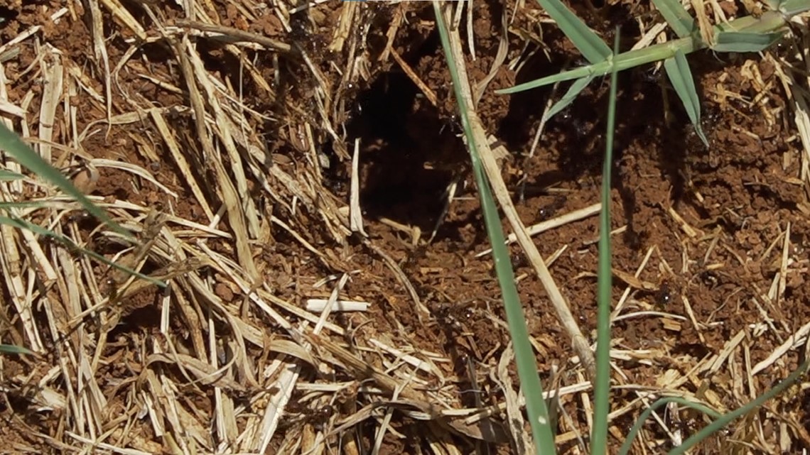UT: Around 75 Tennessee counties have fire ants, including most of East ...