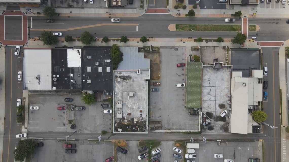 Meet the 'Bee Panther,' a massive insect even wasps fear | wbir.com