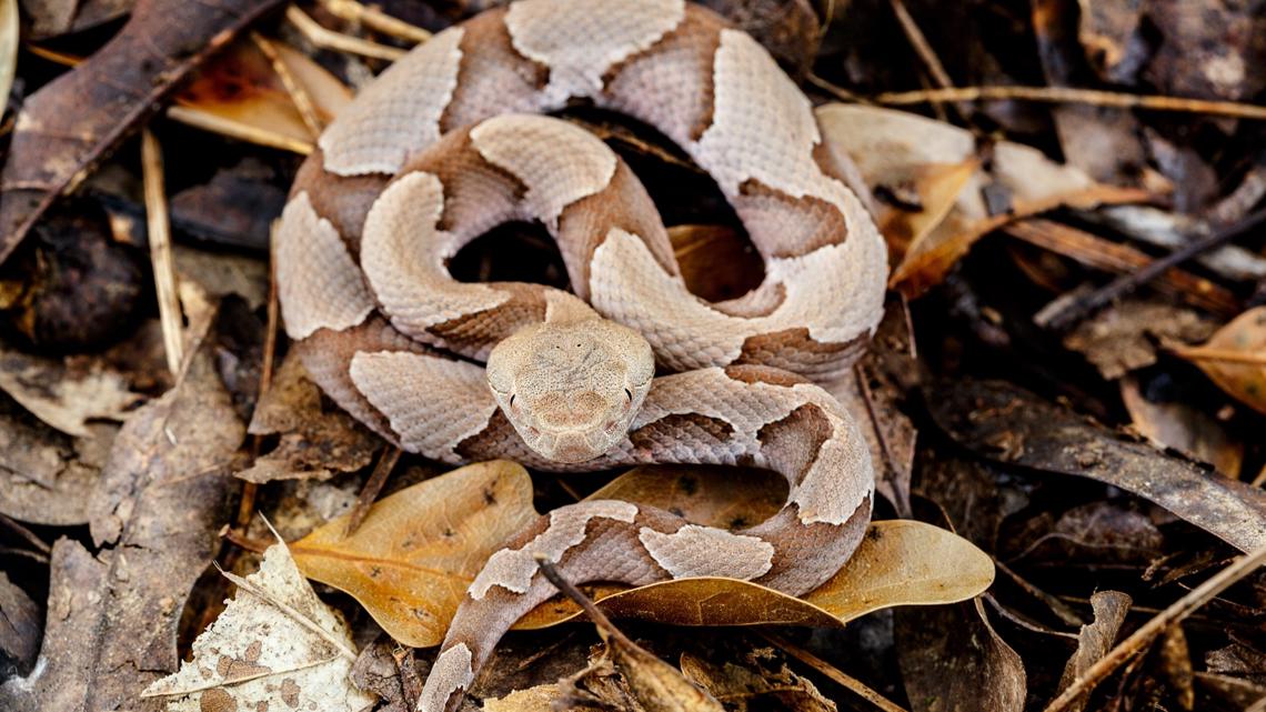 TVA warns of 'baby copperhead season' in East Tennessee | wbir.com